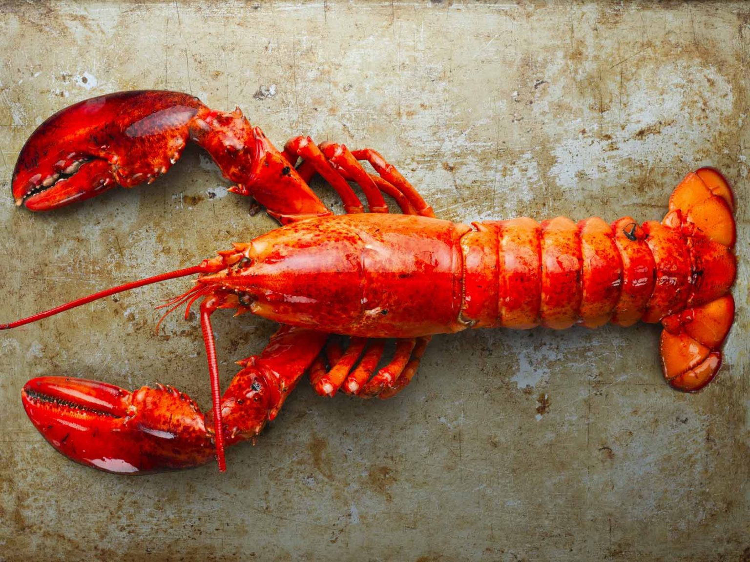 Αστακός - Stavros Psomopoulos Lobster Αστακος Langouste