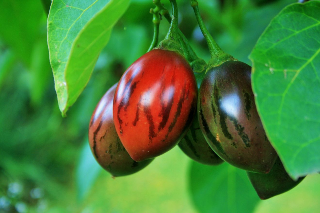 Tamarillo - Stavros Psomopoulos Tamarillo Ταμαρίγιο